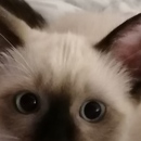 Quiz: Tema 6. Repaso general