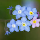 Word Search Puzzle: Comida Saludable en Español (food vocabulary - 3º ...