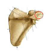 Print Matching Pairs: Scapula Posterior ()