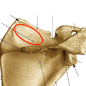 Print Matching Pairs: Scapula Posterior ()