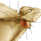 Print Matching Pairs: Scapula Posterior ()