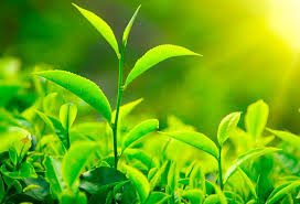 Alphabet: PARTE 2 (biología - plantas)