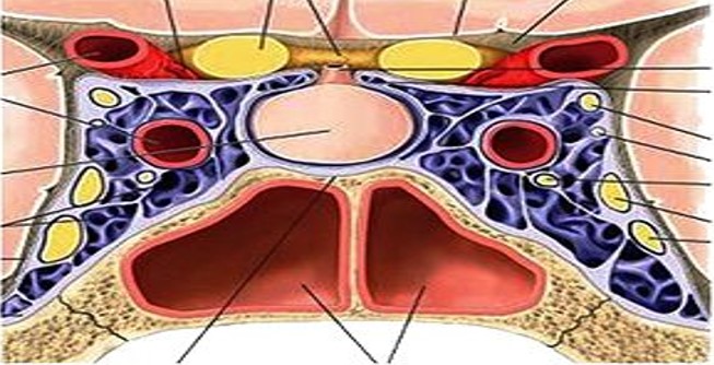 Print Map Quiz: senos cavernosos (drenaje venoso)