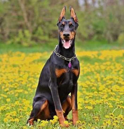 Doberman Police Dog
