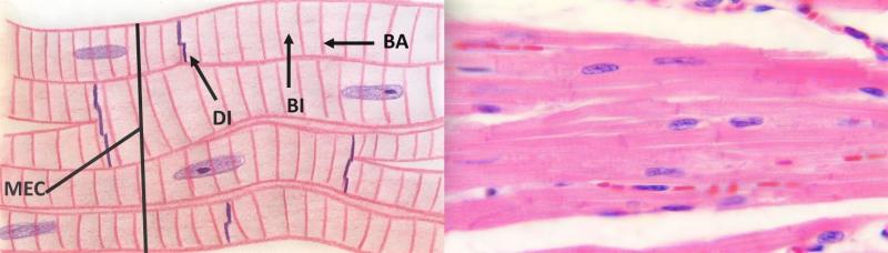 Quiz: MÚSCULO CARDÍACO (utp - musculo cardiaco - medicina)