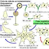 Memory: 11-Tipos de talofitas (botánica básica - talofitas - morfología ...