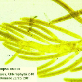 Memory: 11-Tipos de talofitas (botánica básica - talofitas - morfología ...