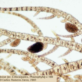 Memory: 11-Tipos de talofitas (botánica básica - talofitas - morfología ...