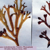 Memory: 11-Tipos de talofitas (botánica básica - talofitas - morfología ...
