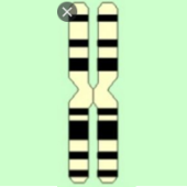 Matching Pairs: Tipos de cromosomas (biología - 8º - Secundaria ...