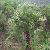 Matching Pairs: RELACIONA EL NOM AMB LA IMATGE (flora)