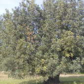 Matching Pairs: RELACIONA EL NOM AMB LA IMATGE (flora)