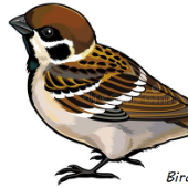 Matching Pairs: Match (animals vocabulary - animals sounds - animales)