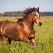 Matching Pairs: Environment & animal needs (Transición - Preescolar ...