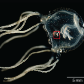Print Matching Pairs: Clasificación de los Cnidarios (biología - 2º ...