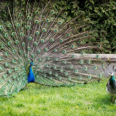 Matching Pairs: Adaptaciones y ecosistemas (biología - 4º - Primaria ...