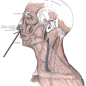 Matching Pairs: musculos faciales (biología - anatomía)