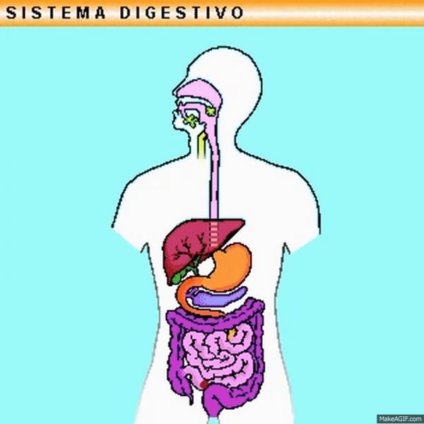Quiz: Sistema Digestivo (biología - sistema digestivo en el ser humano ...