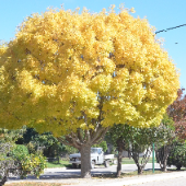 Memory: memotest de arboles (lengua - arboles de jardín - partes del arbol)