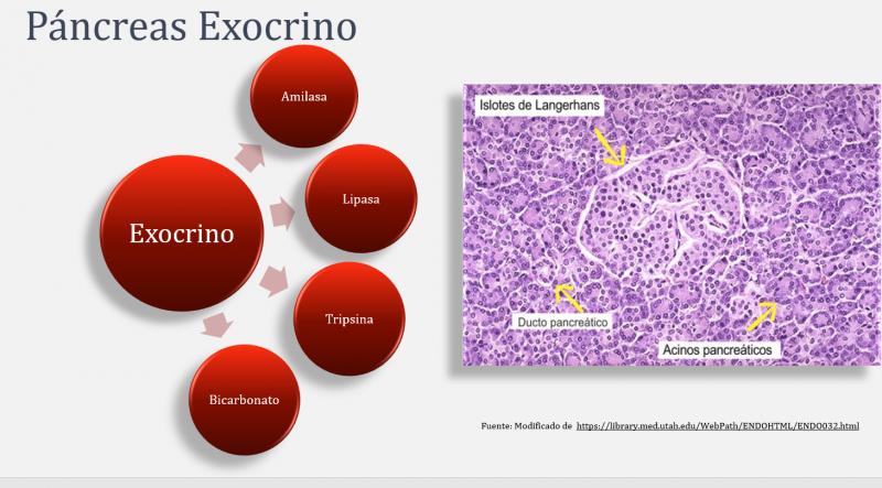 Diabetes Tipo 1 Páncreas Histología