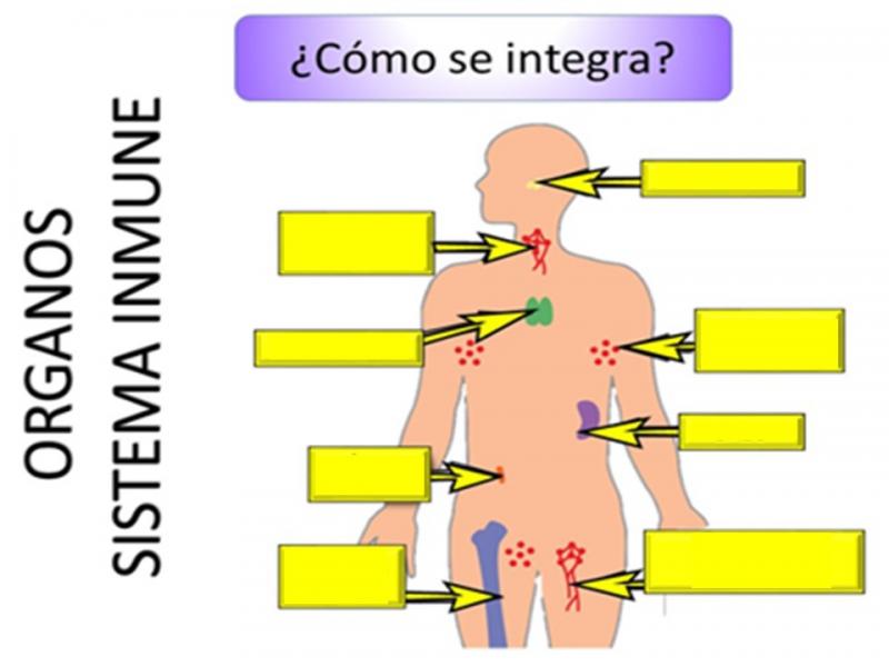 Print Map Quiz: Organos del sistema inmune (biología - 4º - Educación primaria)