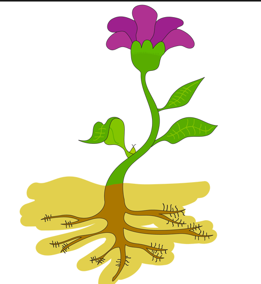 Print Map Quiz: Partes de la planta (biología - P3 - Educación inicial ...