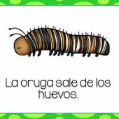 Print Matching Pairs: ciclo de vida de los insectos (biología ...