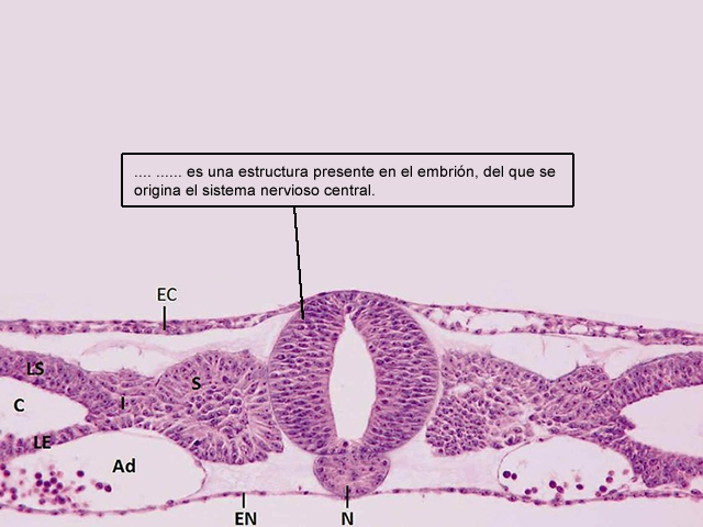 Alphabet: Cuarto parcial de Histología (reproducción - histologia ...