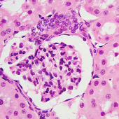 Print Matching Pairs: Tinciones (tejidos - tincion - histología)