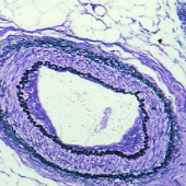 Print Matching Pairs: Tinciones (tejidos - tincion - histología)
