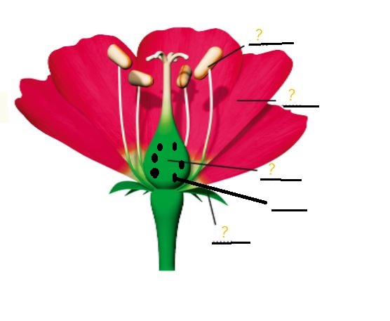Flower Anatomy Quiz | Best Flower Site