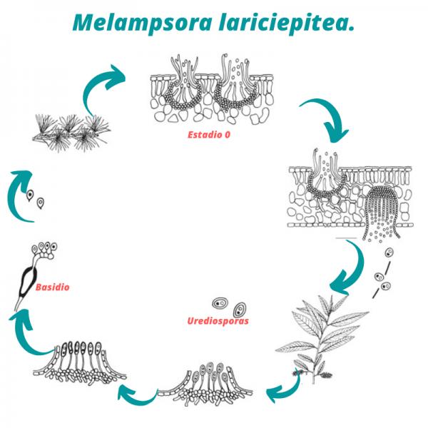Map Quiz: Ciclo de vida Subphylum P. (biología - 2º - Bachillerato ...