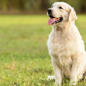 Matching Pairs: Animales Domesticos (lengua - Guardería - Educación ...