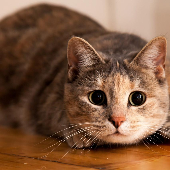 Matching Pairs: Animales Domesticos (lengua - Guardería - Educación ...