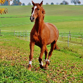 Matching Pairs: Animales Domesticos (lengua - Guardería - Educación ...