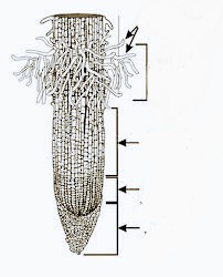 Print Map Quiz: Građa korijena (korijen - biljni organi)