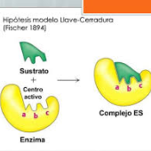 Matching Pairs: Enzimas e isoenzimas (enzimas - bioquímica)