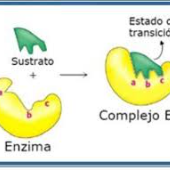 Matching Pairs: Enzimas e isoenzimas (enzimas - bioquímica)