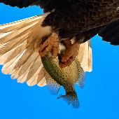 Matching Pairs: Vocabulary Aesop’s fables (2 eso)