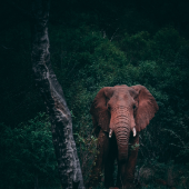 Matching Pairs: Vocabulary Aesop’s fables (2 eso)