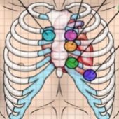 Matching Pairs: Focos de auscultación (3º - Aprendizajes medios - focos ...