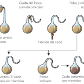 Matching Pairs: Origen de los Seres Vivos (biología - 2º - Bachillerato ...