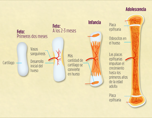 Crossword Puzzle: HUESOS Y ARTICULACIONES (biología - 4º - Aprendizajes ...