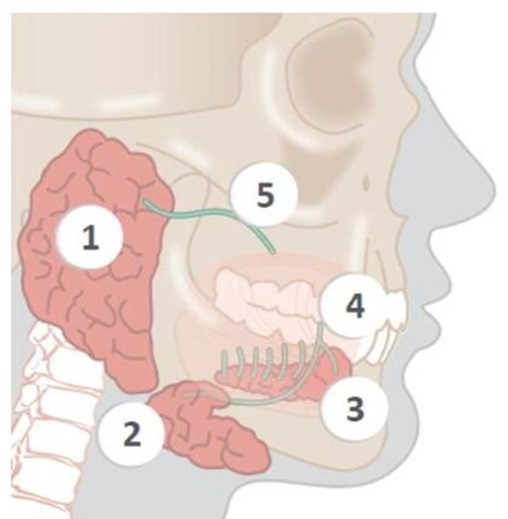 Print Map Quiz: GLANDULAS SALIVALES (glándulas salivales - glandula parótida - conducto de stenon)