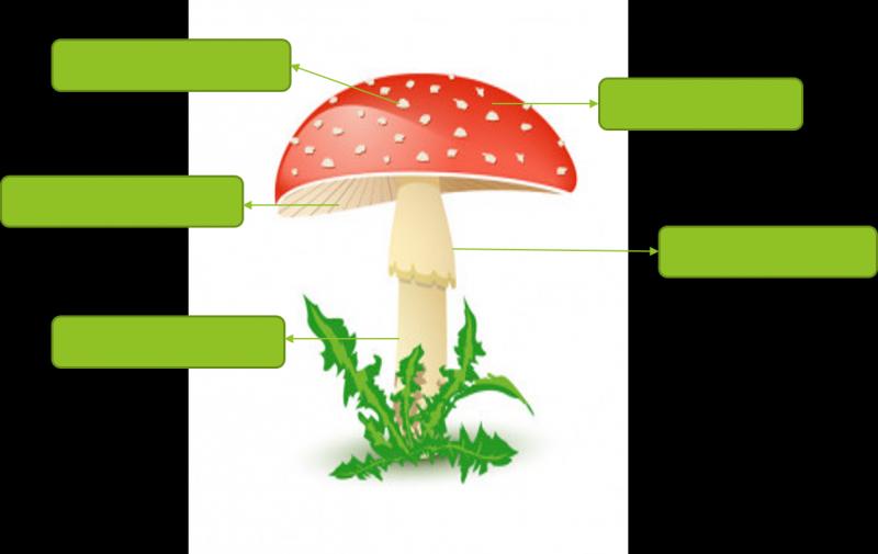 Map Quiz: PARTES DE UN HONGO (biología - reino fungi)