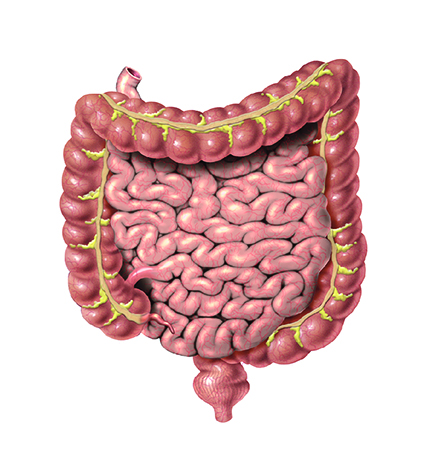 Print Map Quiz: APARATO DIGESTIVO (Otros - Grado Medio - tcae ...