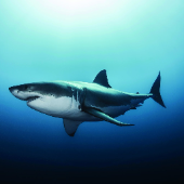 Matching Pairs: Sea animals (Biology - Tercer grado - Preescolar - sea ...