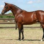 Matching Pairs: La fabula (lengua - 1º - Primaria - fabula - textos ...