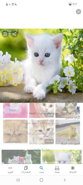 Alphabet: Animals name (language - google - audio test - history)