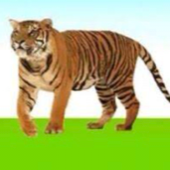 Matching Pairs: توصيل الاشكال بالحروف (language - animals - animals ...